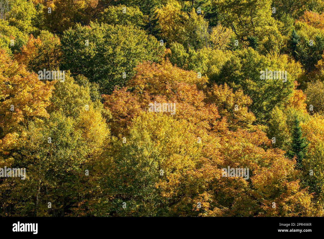 This is a collection of photos showing the beautiful colors of erables ...