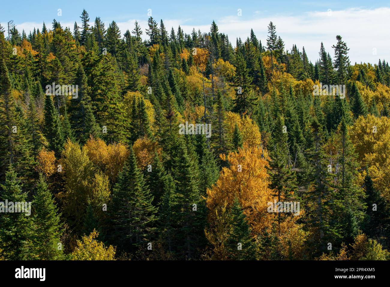 This is a collection of photos showing the beautiful colors of erables ...