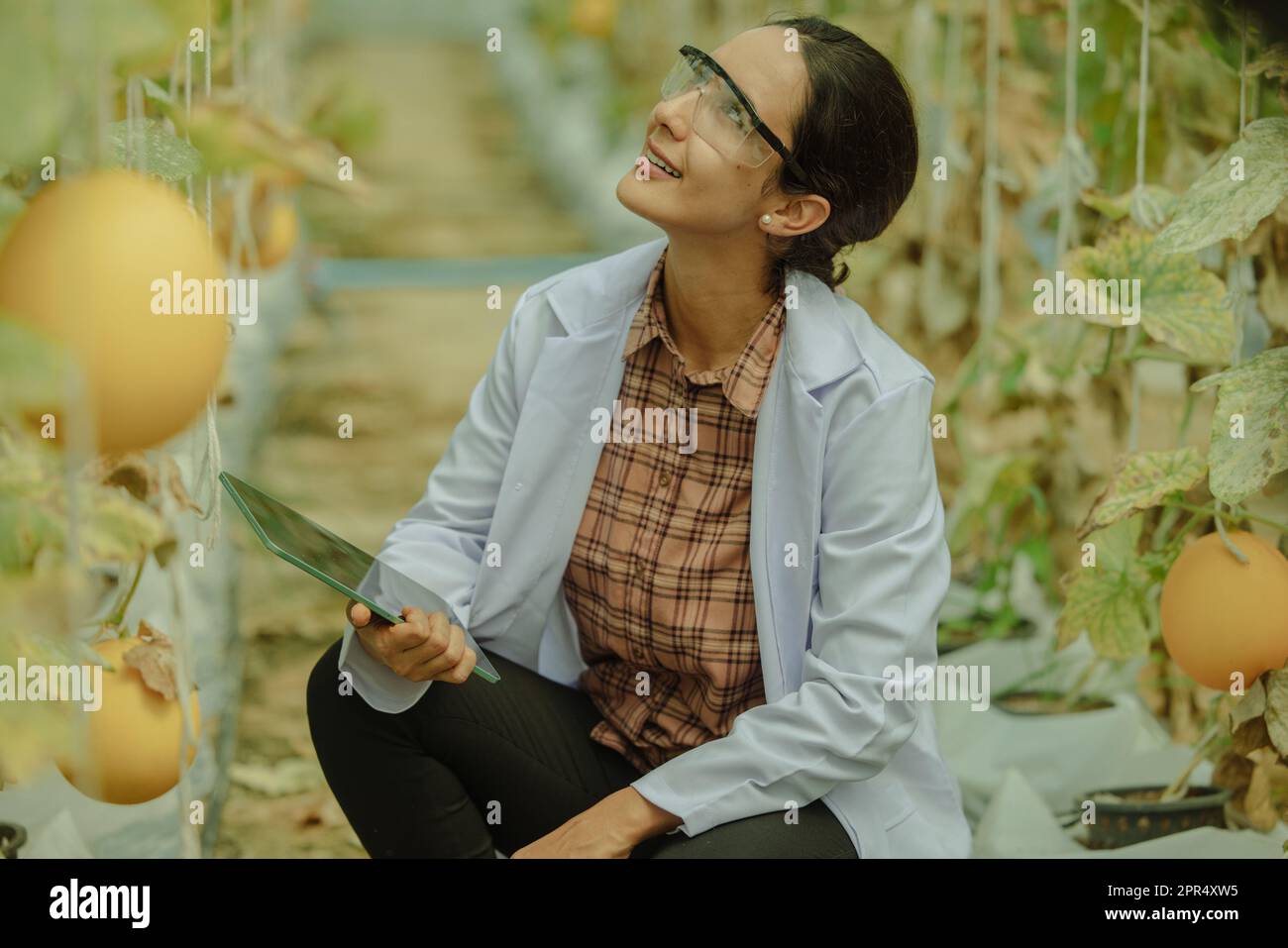 Agricultural researchers develop crop calendars and workflows to enhance melon production ...