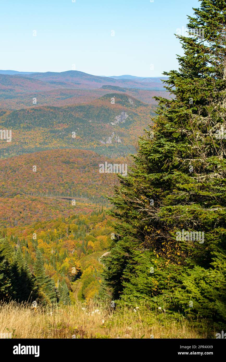 This is a collection of photos showing the beautiful colors of erables ...