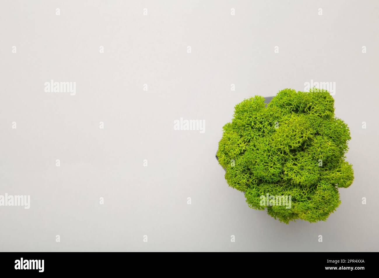 Vase with stabilized moss on grey background. Eco design interior. Top ...