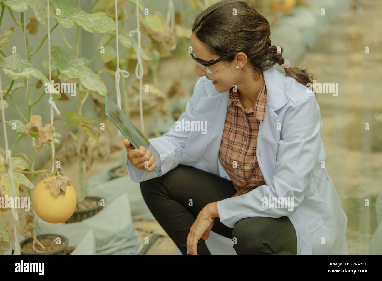 Agricultural researchers develop crop calendars and workflows to ...