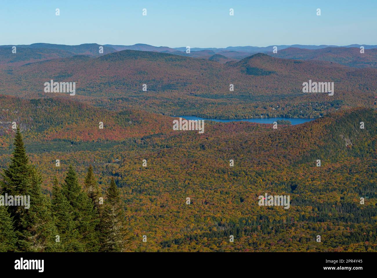 This is a collection of photos showing the beautiful colors of erables ...