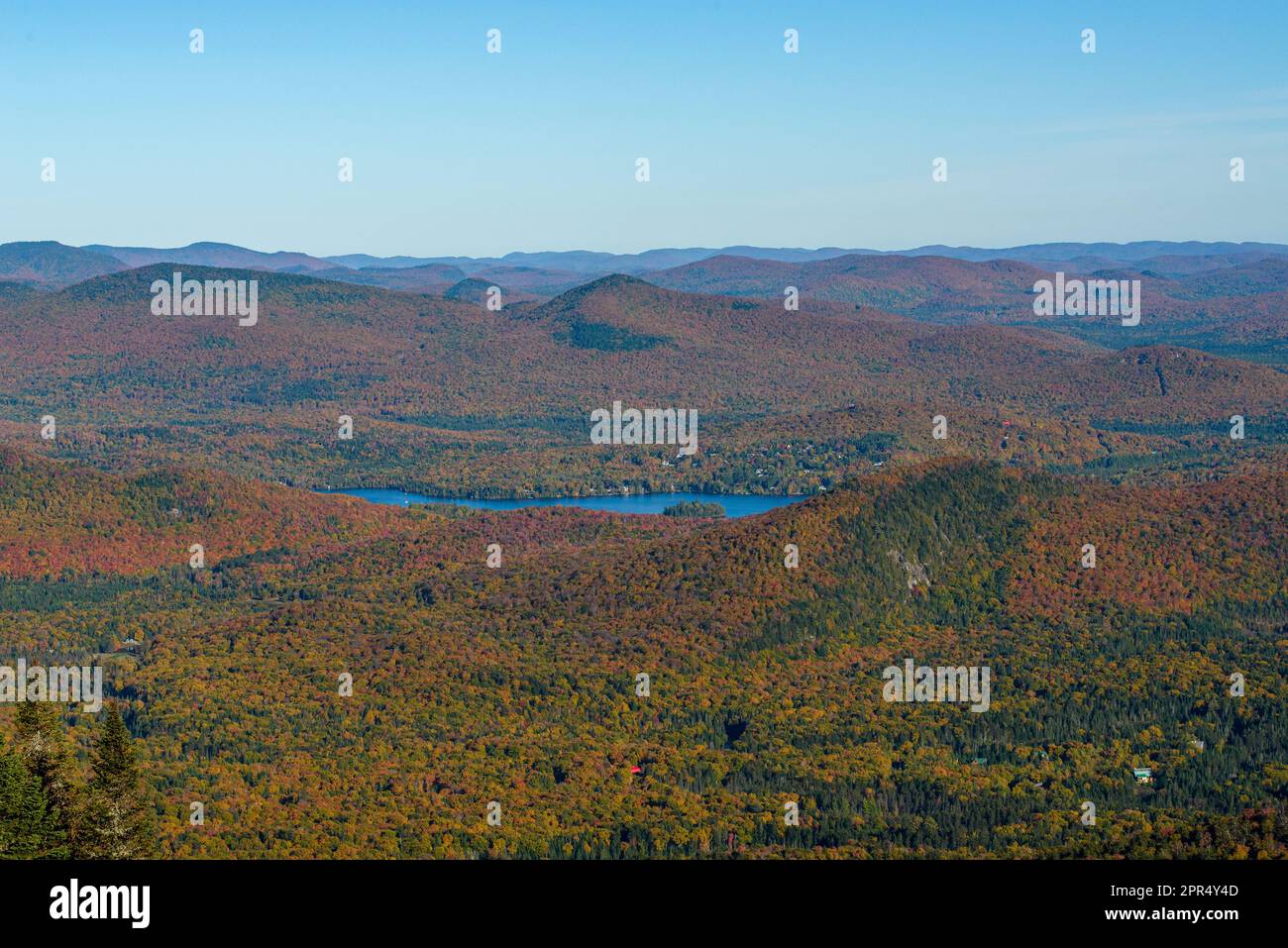 This is a collection of photos showing the beautiful colors of erables ...