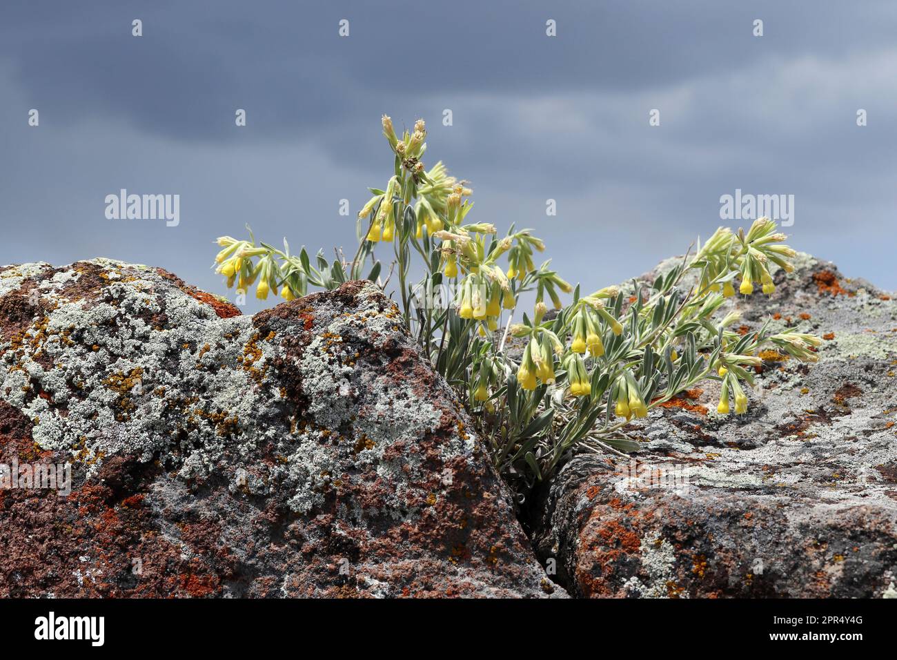 flower overgrown among the rocks Stock Photo - Alamy