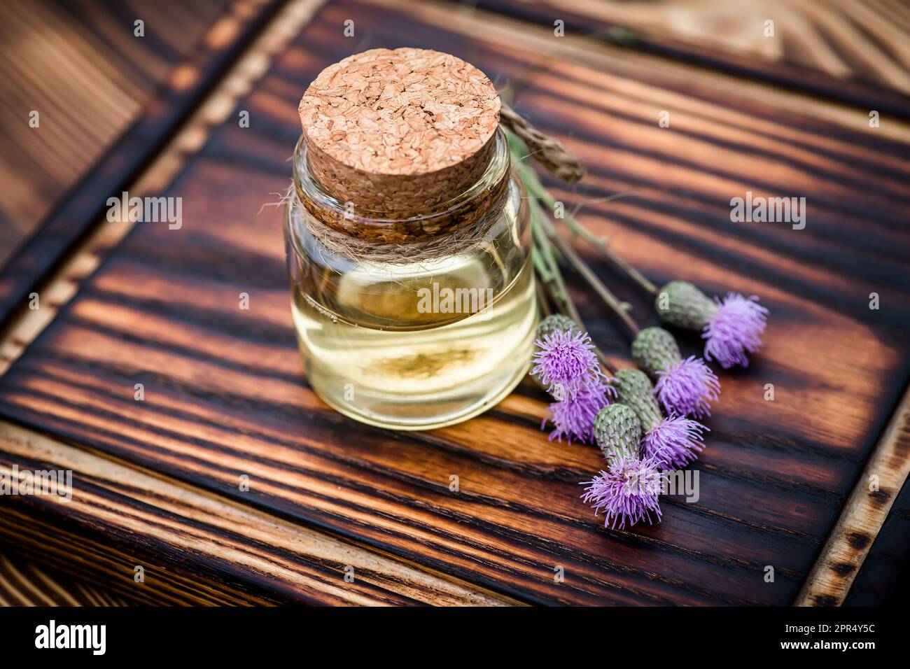 Canadian thistle, lettuce from hell thistle, California thistle, corn ...