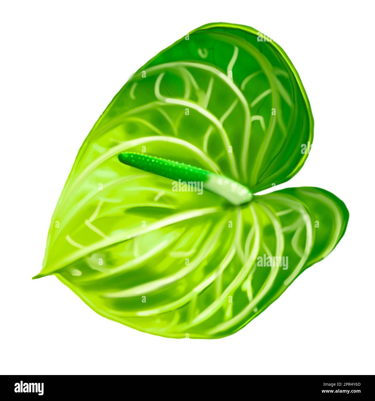 Realistic green anthurium. Watercolor wedding illustration of a flower ...