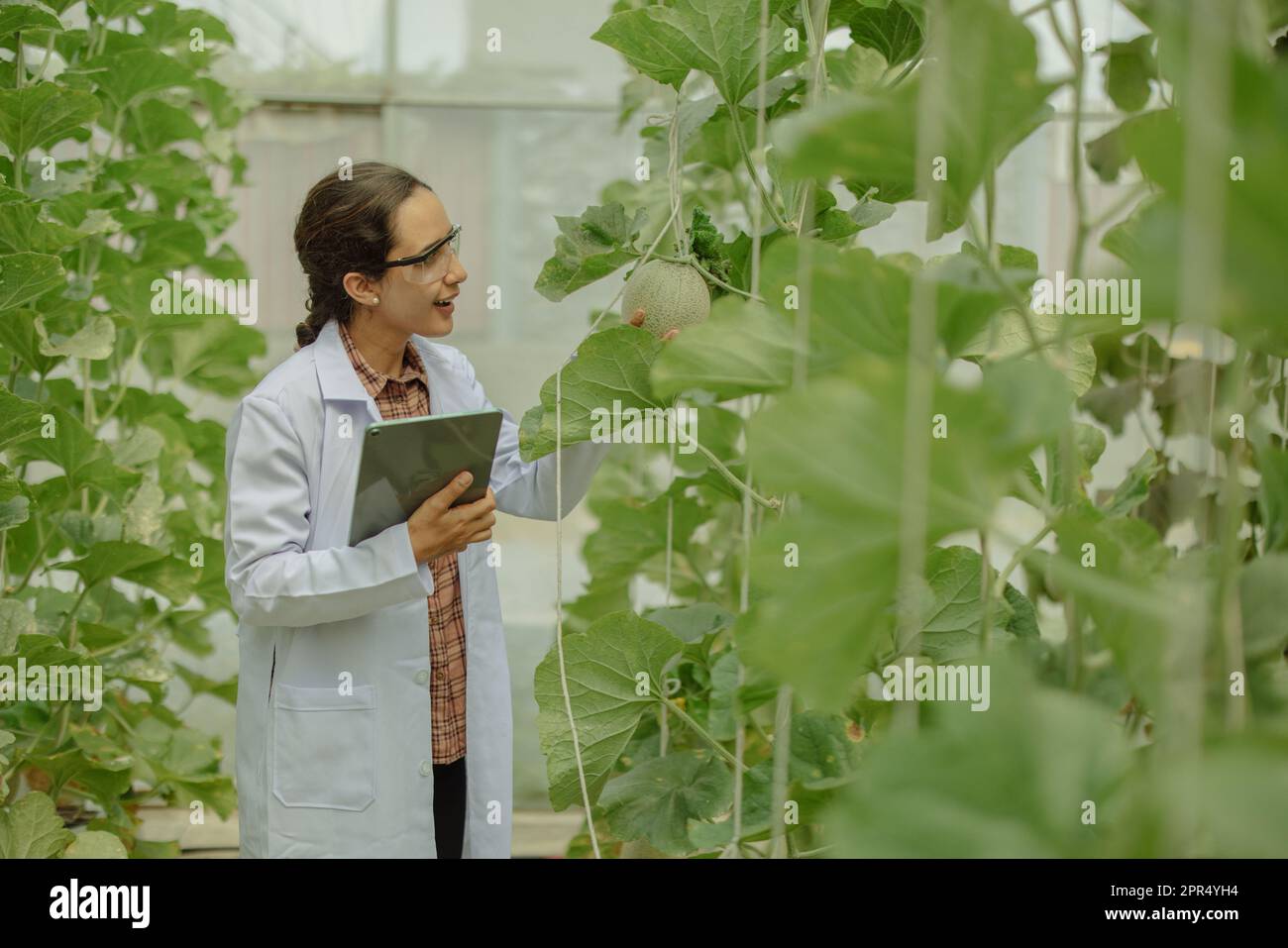 Agricultural researchers develop crop calendars and workflows to ...