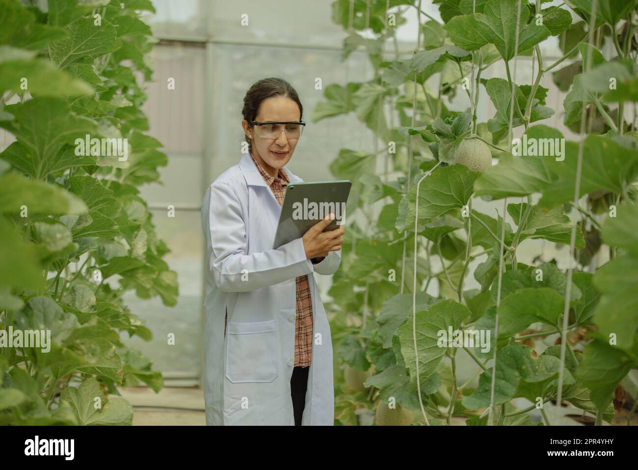 Agricultural researchers develop crop calendars and workflows to ...