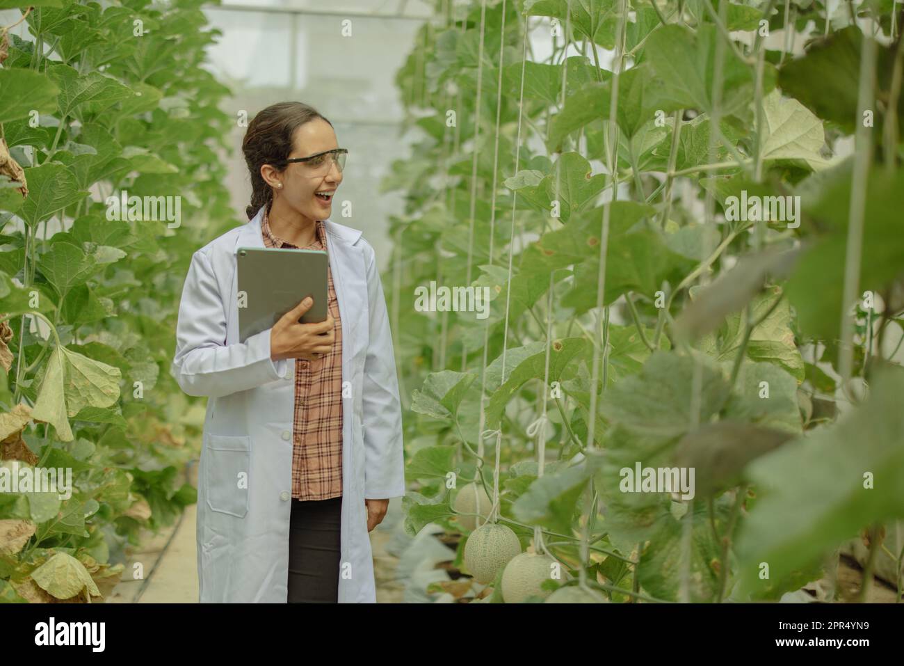 Agricultural researchers develop crop calendars and workflows to ...