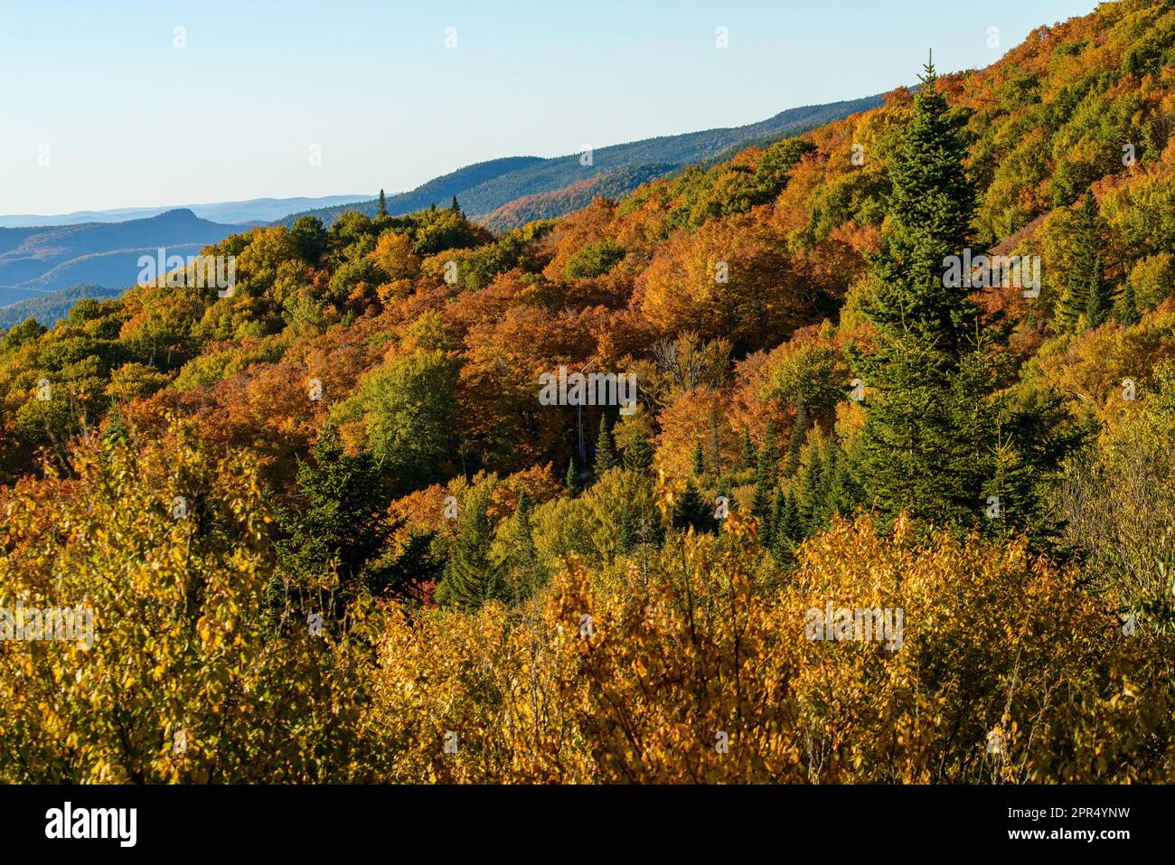 This is a collection of photos showing the beautiful colors of erables ...