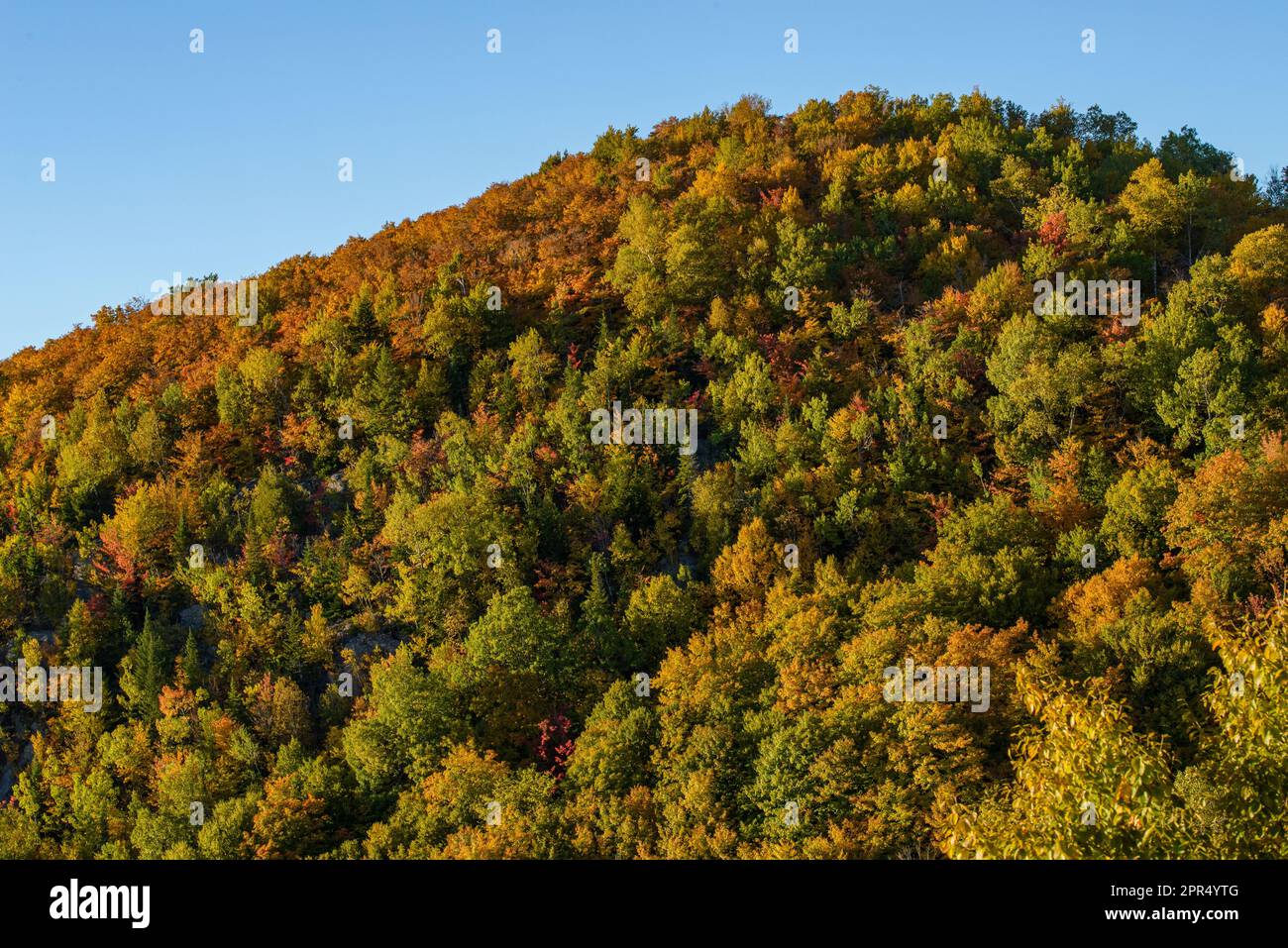 This is a collection of photos showing the beautiful colors of erables ...