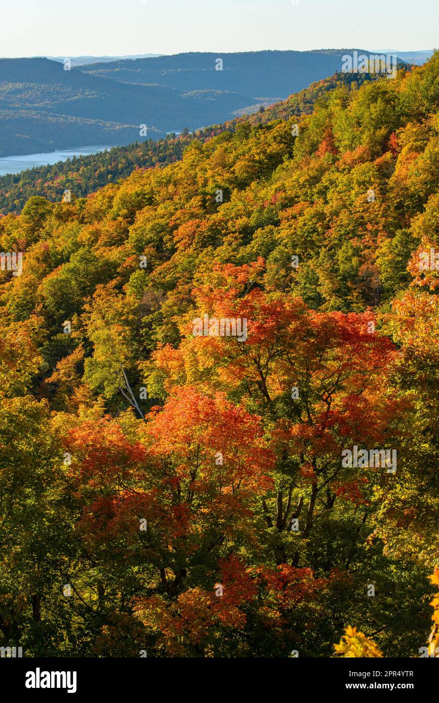 This is a collection of photos showing the beautiful colors of erables ...