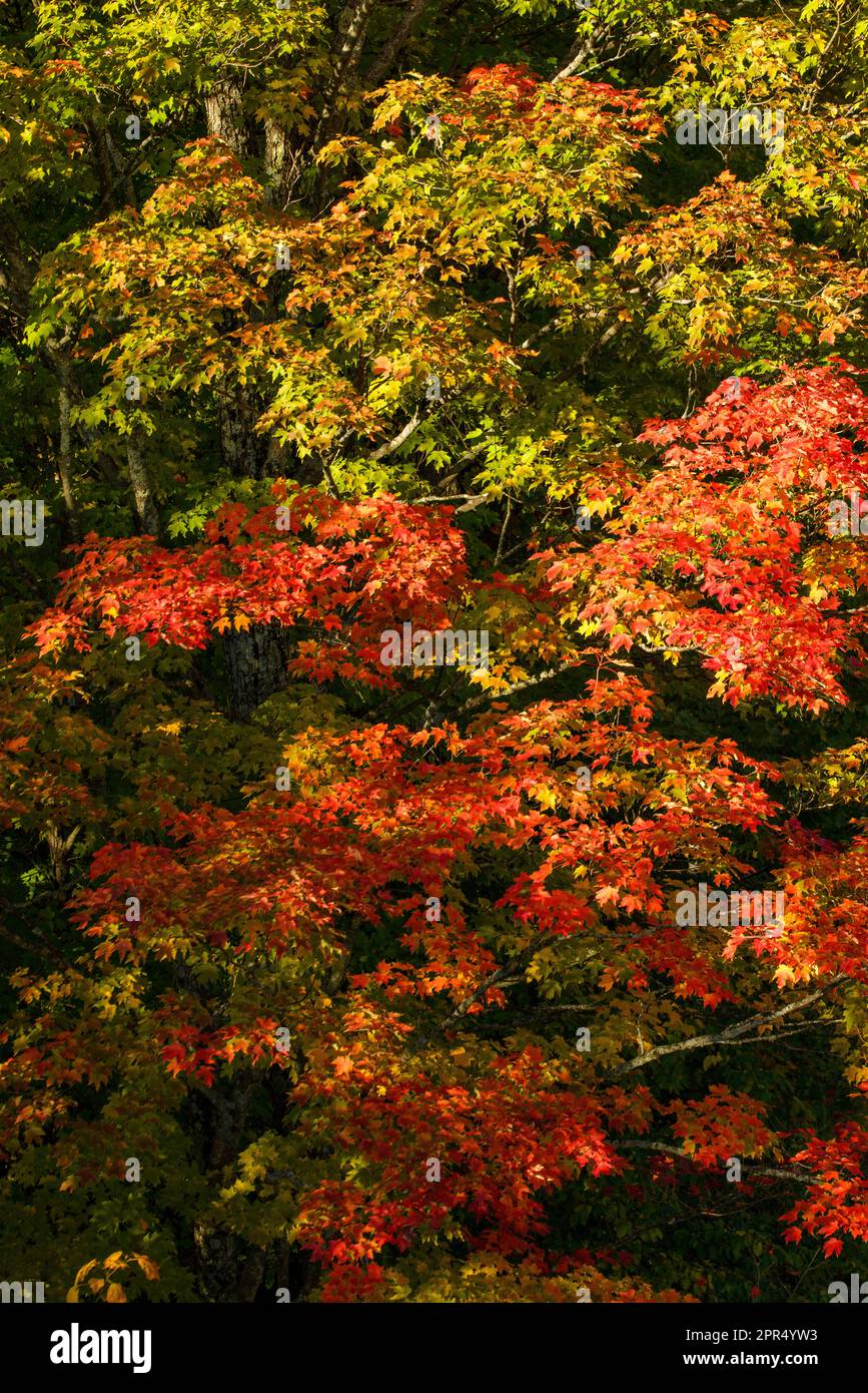 This is a collection of photos showing the beautiful colors of erables ...