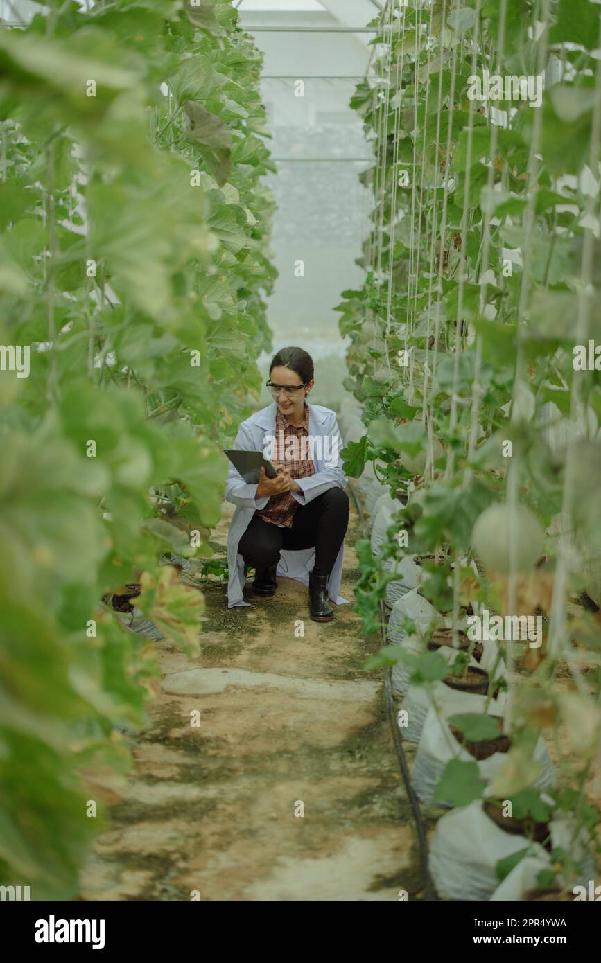 Agricultural researchers develop crop calendars and workflows to ...