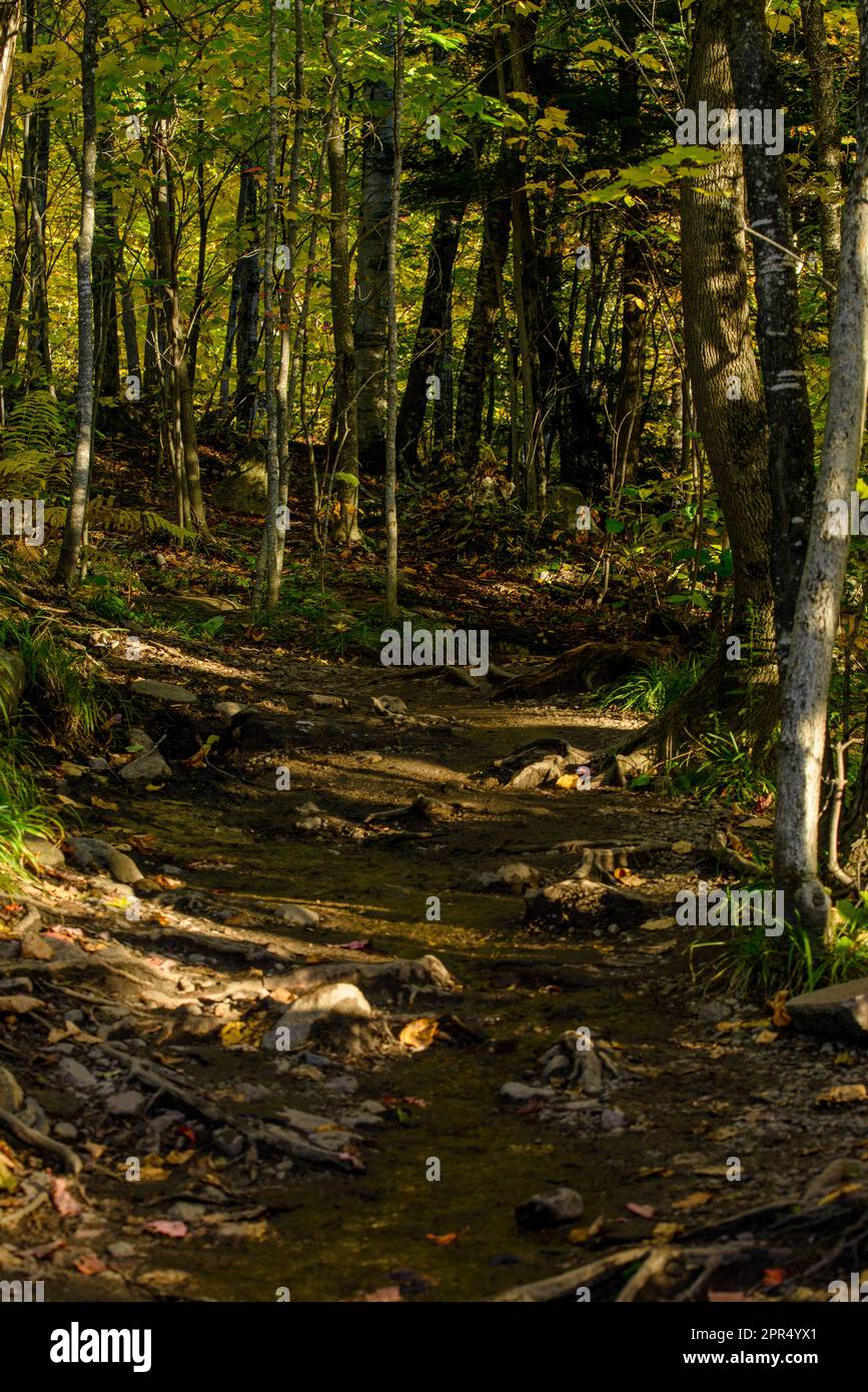 This is a collection of photos showing the beautiful colors of erables ...