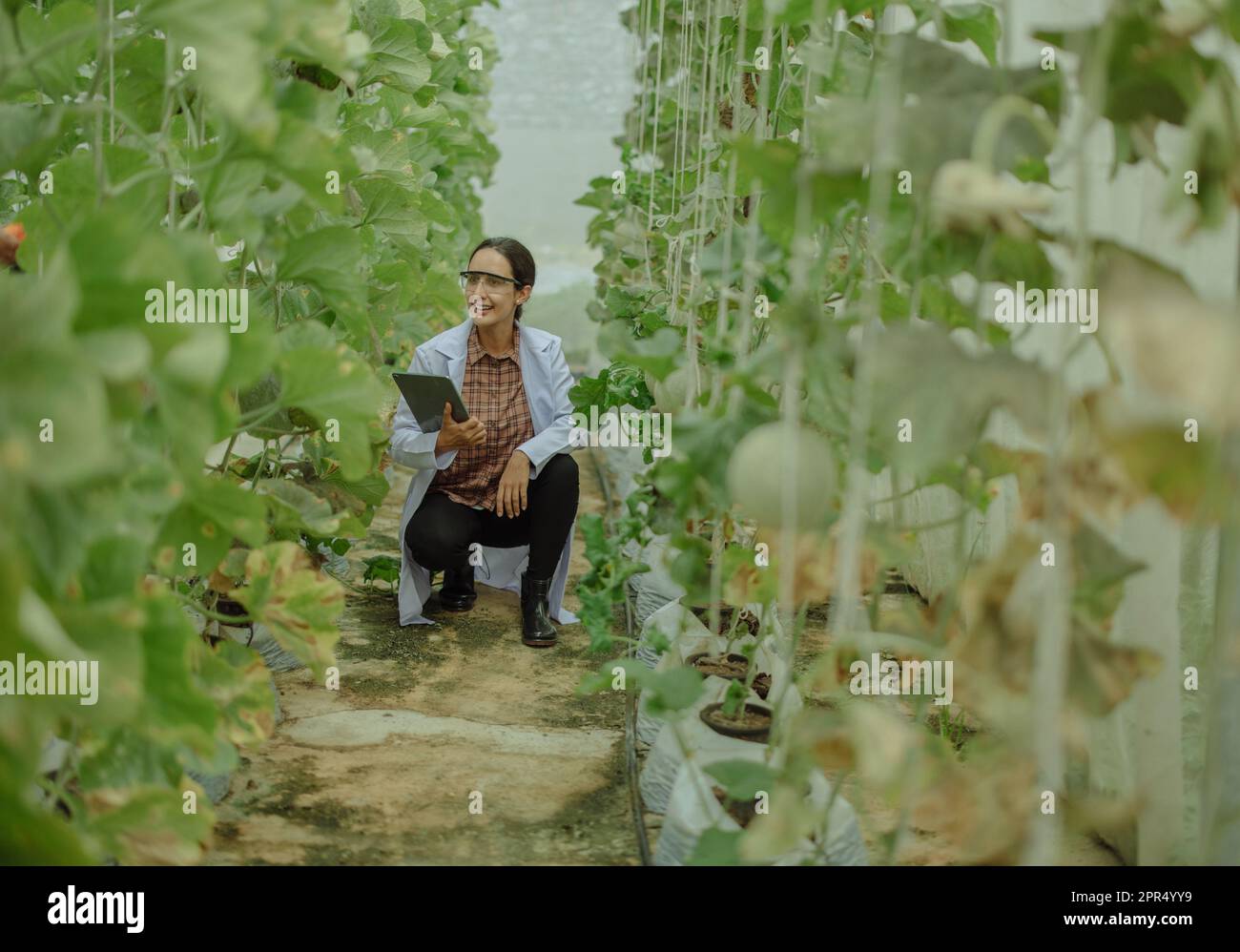 Crop quality assessment hi-res stock photography and images - Alamy