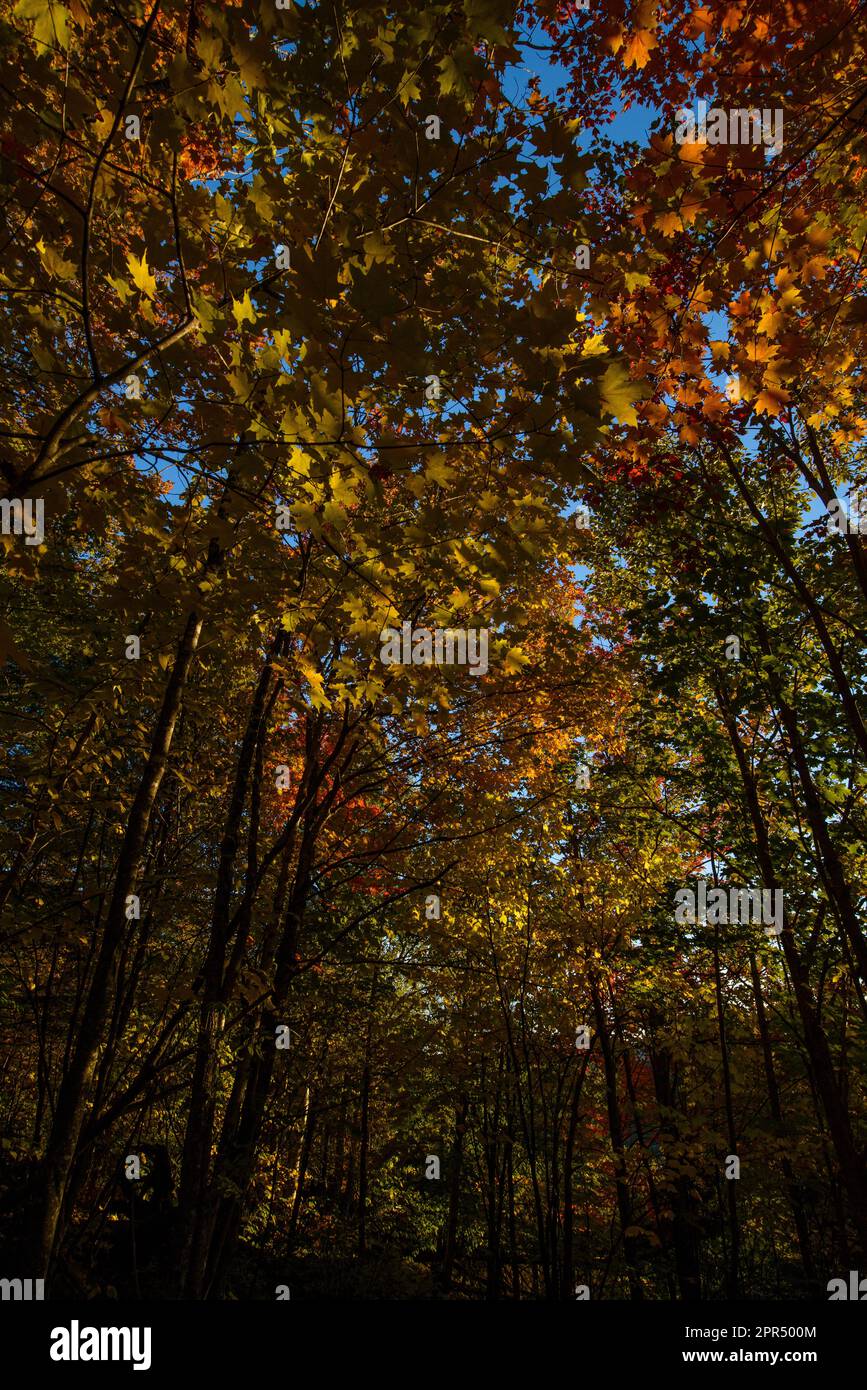 This is a collection of photos showing the beautiful colors of erables ...