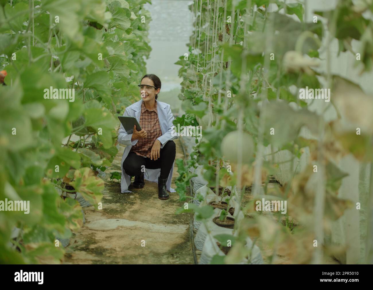 Agricultural researchers develop crop calendars and workflows to ...