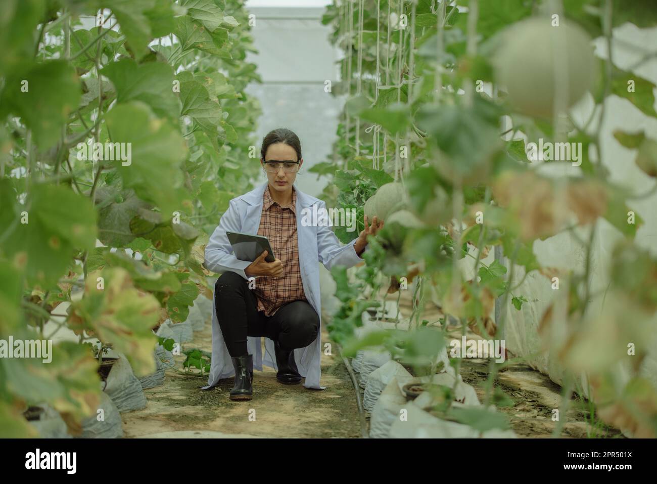 Agricultural researchers develop crop calendars and workflows to ...