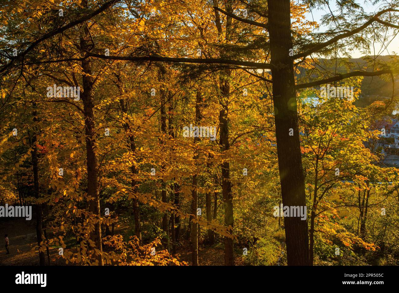 This is a collection of photos showing the beautiful colors of erables ...