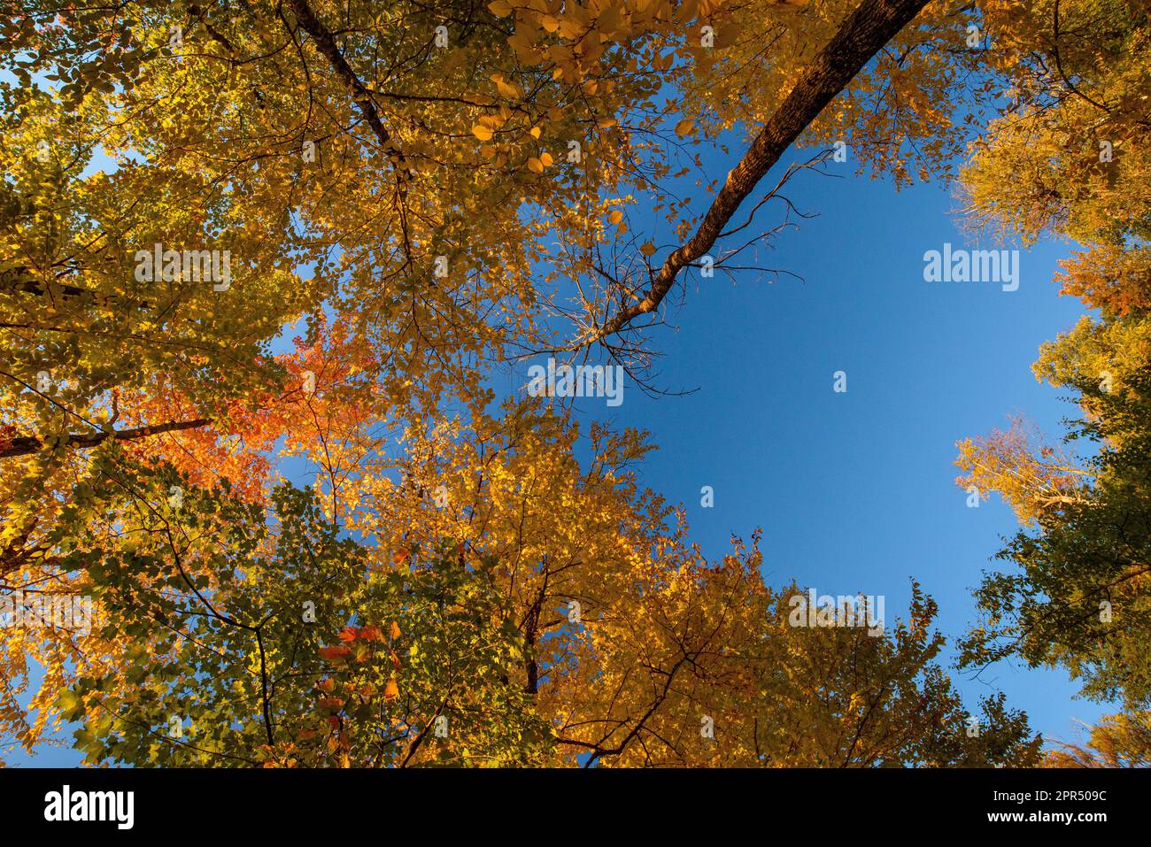 This is a collection of photos showing the beautiful colors of erables ...