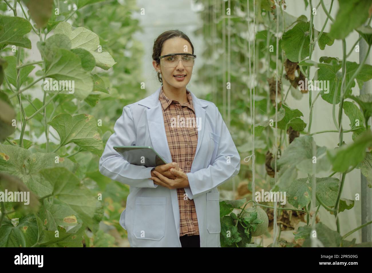 Agricultural researchers develop crop calendars and workflows to ...