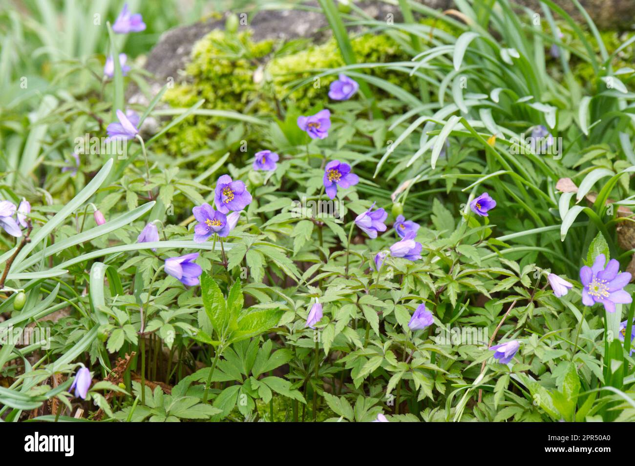 Blue spring flowers of wood anemone nemorosa Blue Bonnet in UK garden ...