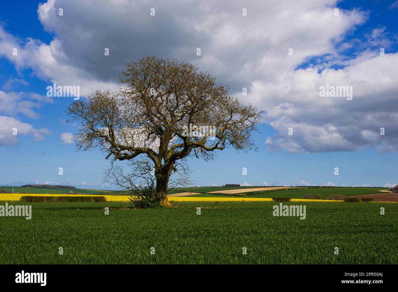 Yorkshire Wolds East Yorkshire UK Stock Photo - Alamy