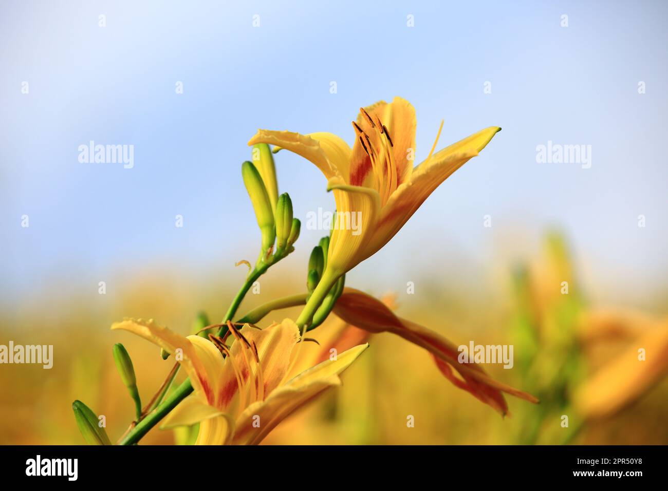 blooming Daylily or Hemerocallis fulva flowers and buds with soft ...