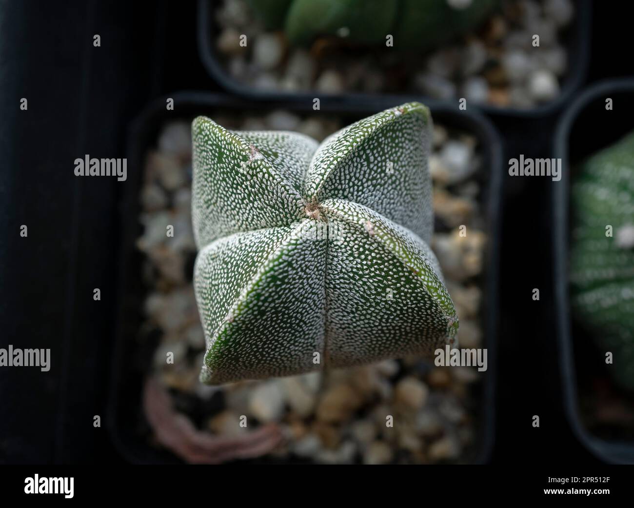 Astrophytum Myriostigma "Quadricostatum", the plant is of elongated ...