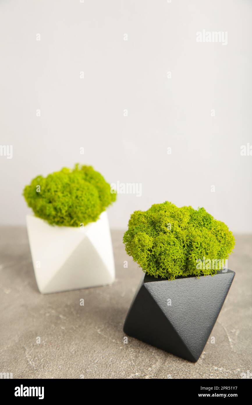 Black vases with stabilized moss on grey background. Eco design interior. Top View Stock Photo ...