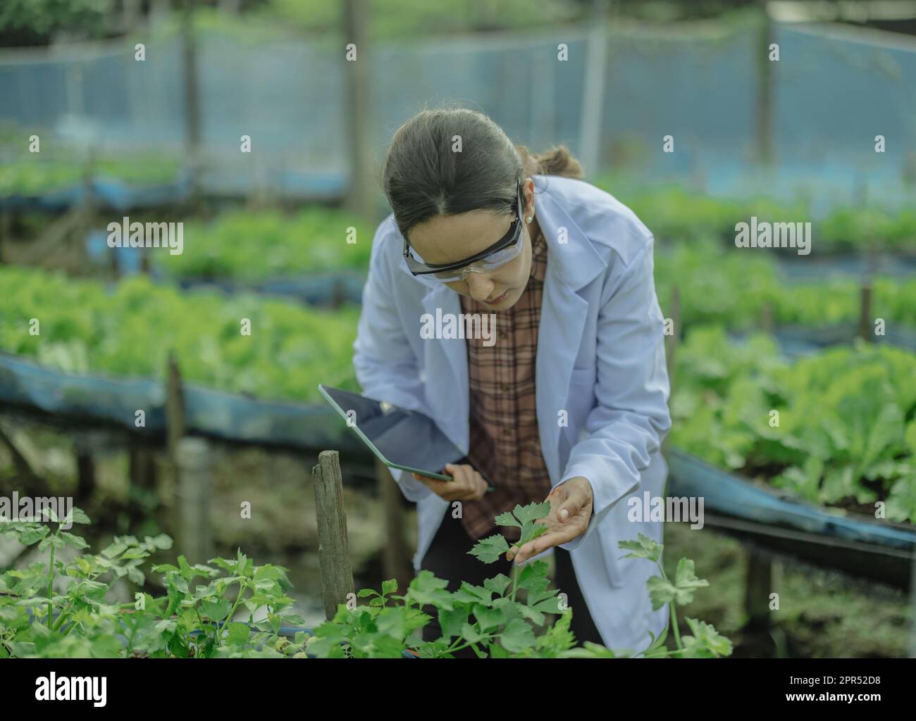 To assess the efficiency of modern greenhouse farming management ...