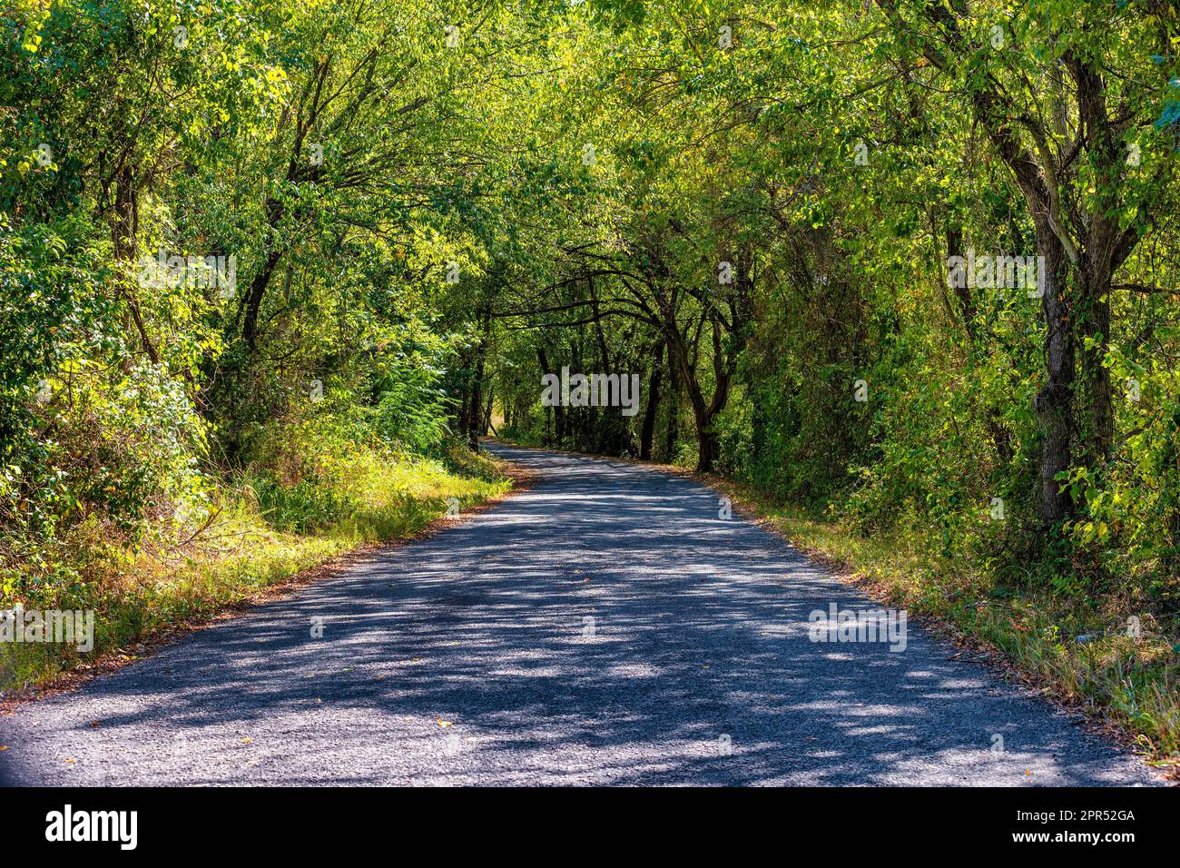 Country road lined with trees in rural Oklahoma on the Cherokee Nation ...