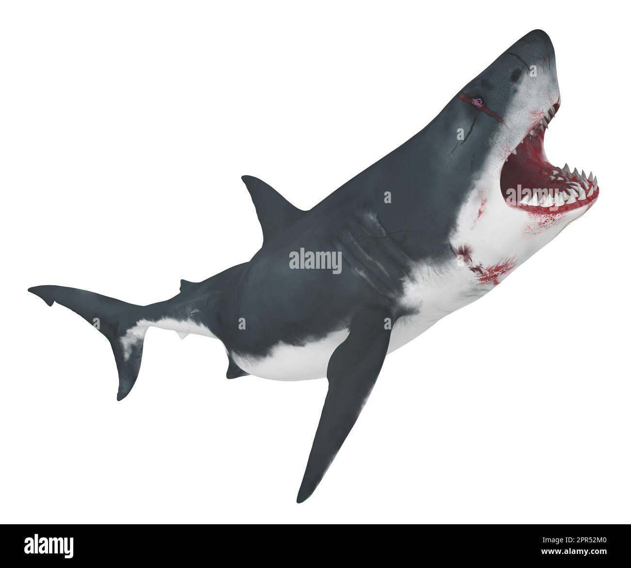 Great white shark isolated on white background Stock Photo - Alamy