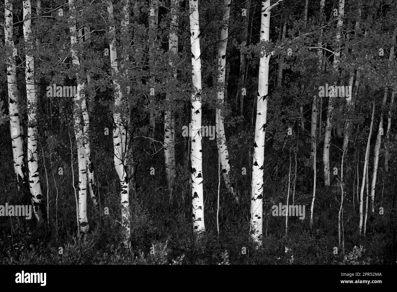 Aspen trees in fall Black and White Stock Photos & Images - Alamy Aspen trees in fall Black and White Stock Photos & Images - Alamy