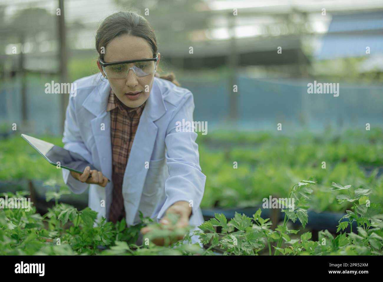 To assess the efficiency of modern greenhouse farming management ...