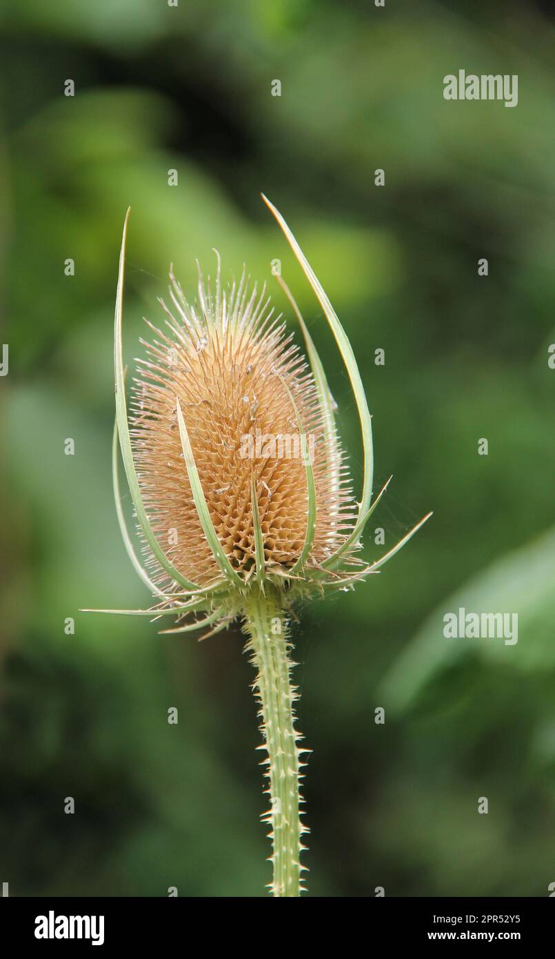 The Stalk and Head of a Traditional Thistle Plant Stock Photo - Alamy