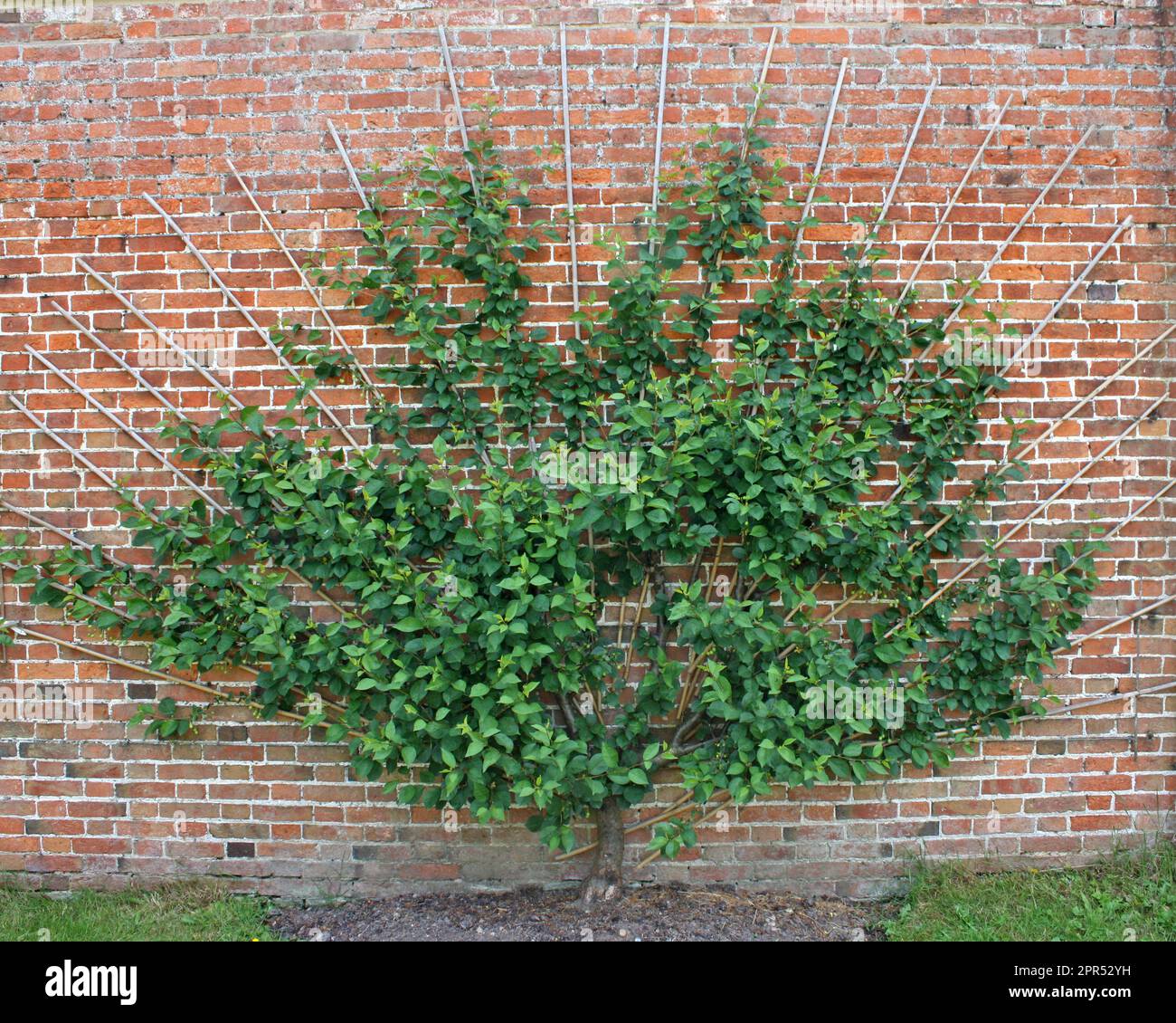 A Morello Cherry Tree Growing in a Fan Design Stock Photo - Alamy