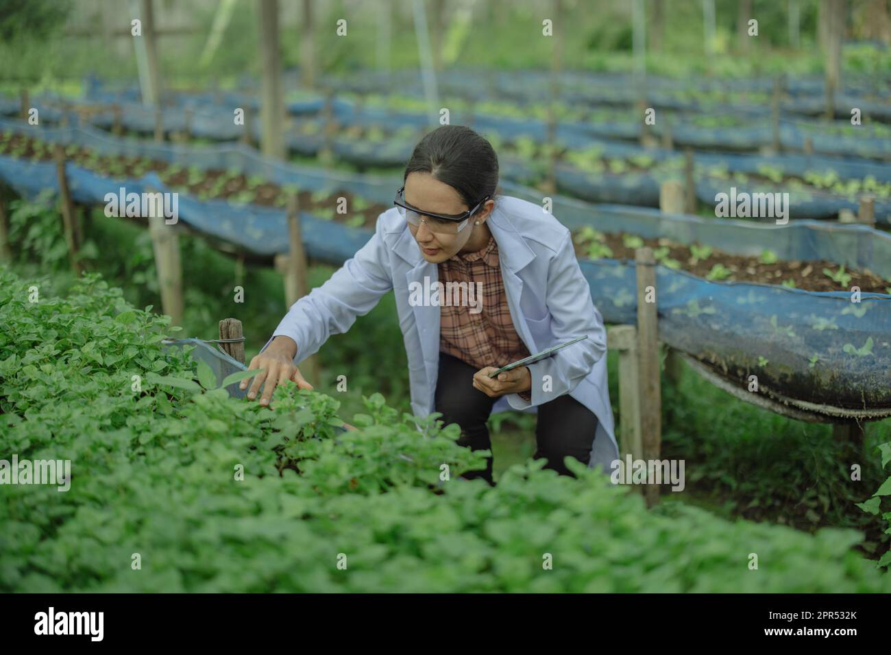 To assess the efficiency of modern greenhouse farming management ...