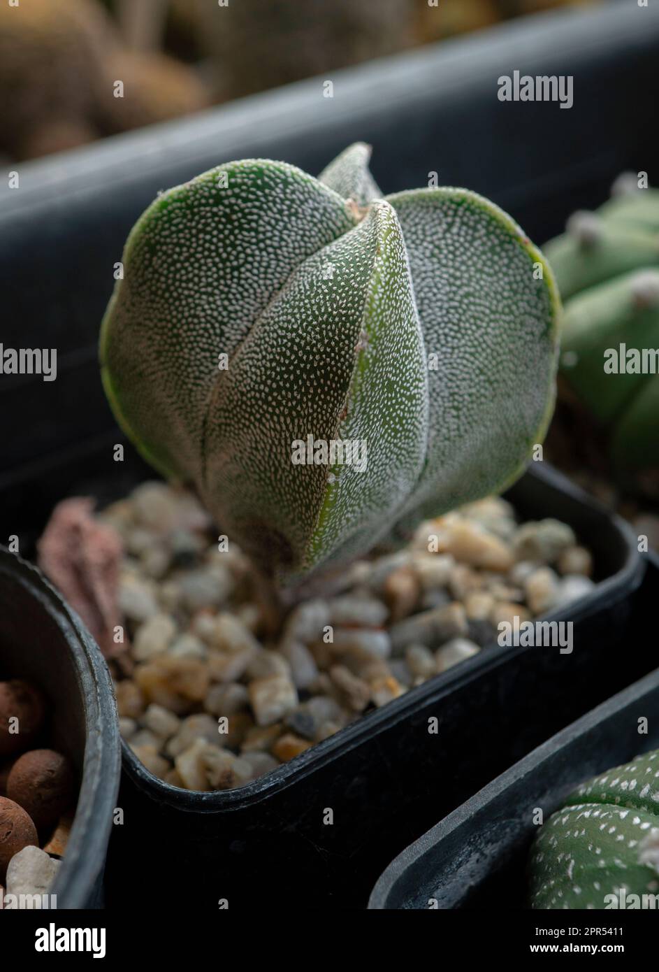 Astrophytum Myriostigma "Quadricostatum", the plant is of elongated ...