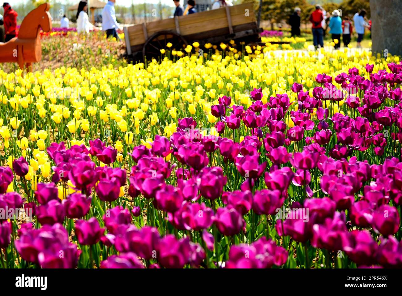 The outdoor tulip picture is a beautiful and vibrant image of a field ...