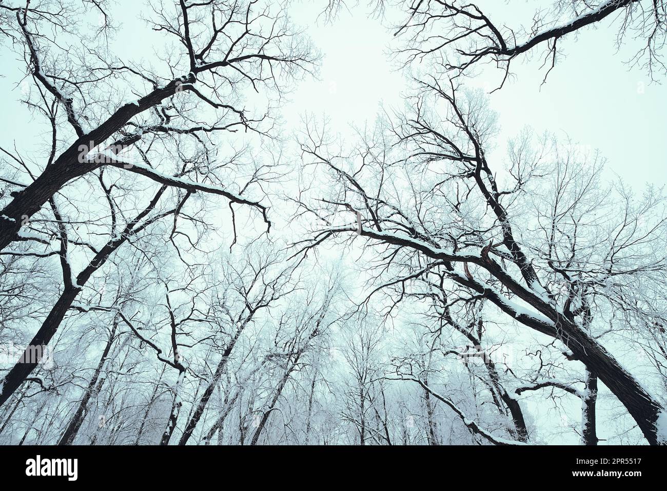 Tree Branches Without Leaf Covered By Snow On Winter Sky Background ...