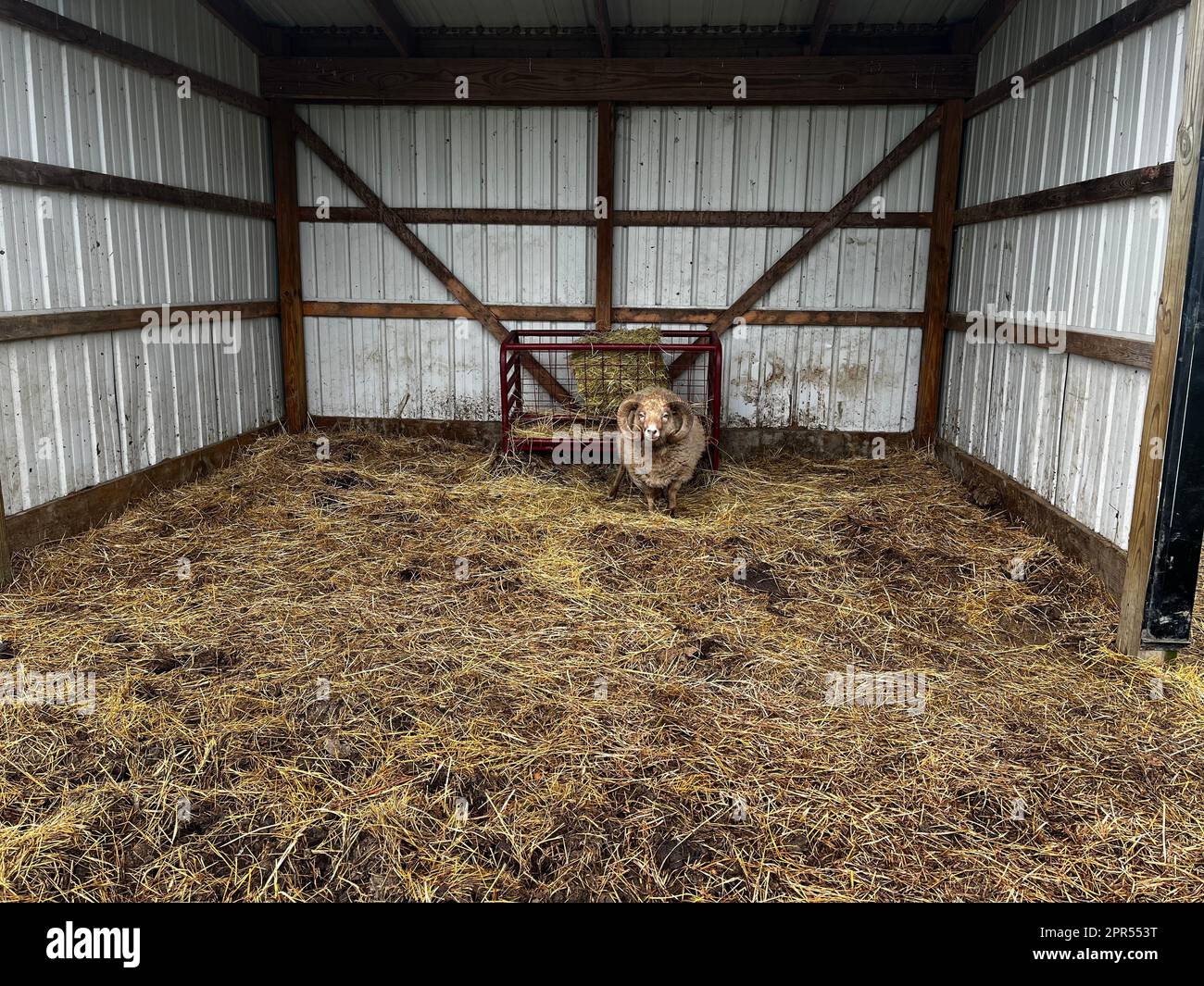 A white Merino sheep stands in a red barn, surrounded by hay Stock ...