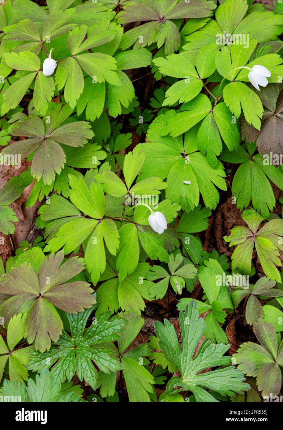 Wood Anemonie (Anemonoides nemorosa), is an early-spring flowering ...