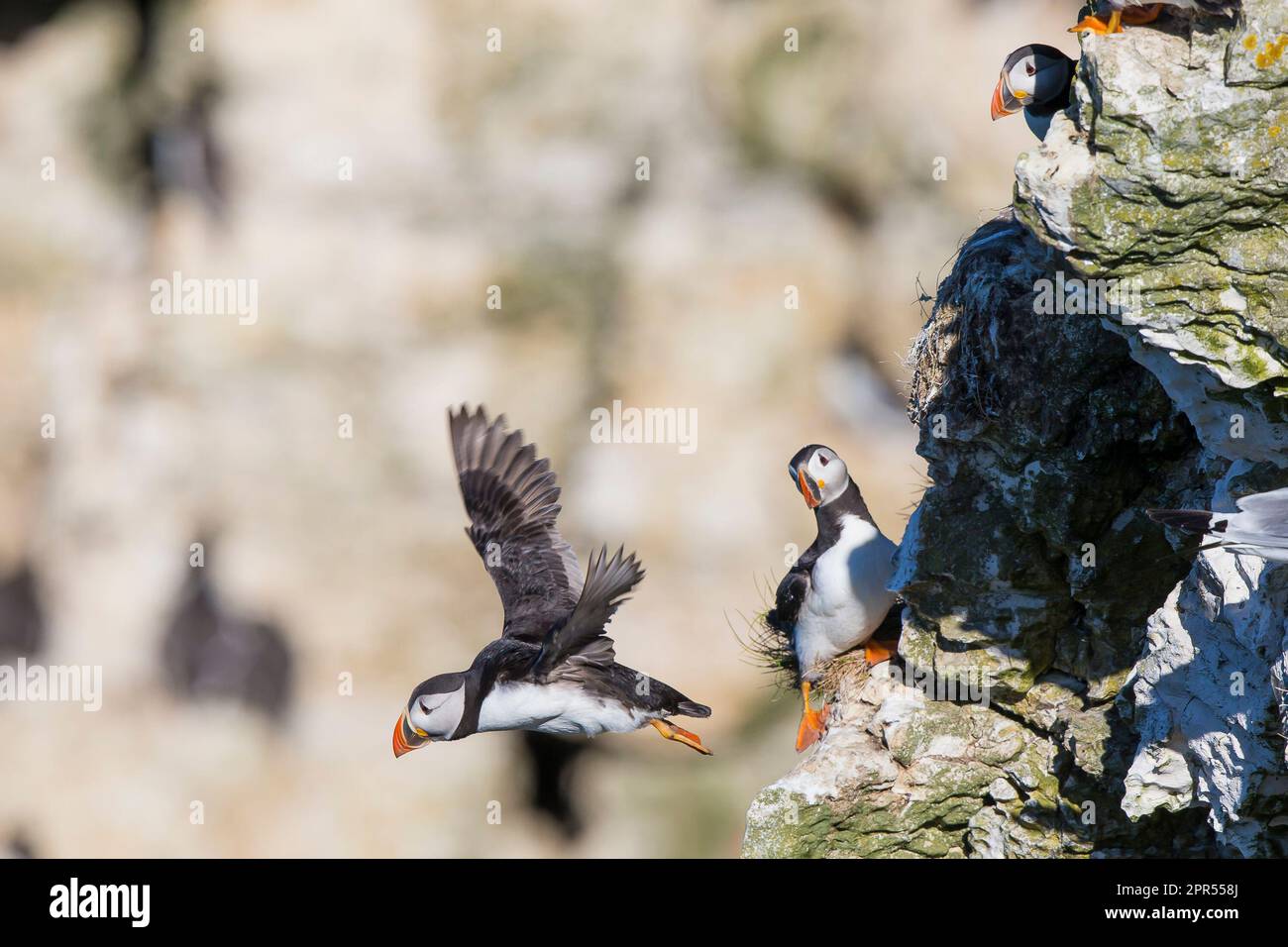 Wild, UK puffins together on a cliff edge in the summer sunshine ...