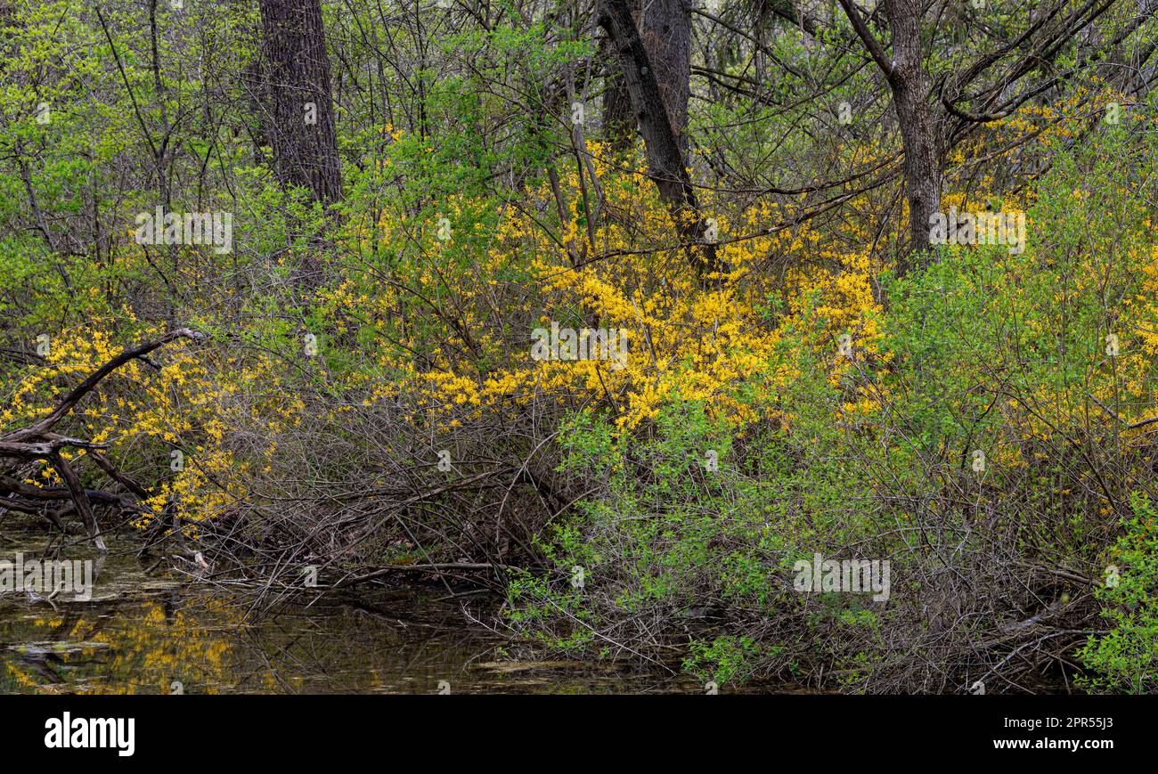 Honeysuckles are arching shrubs or twining vines in the genus Lonicera ...