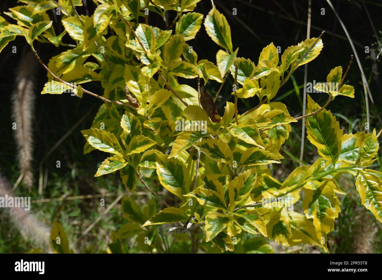 Duranta lemon. Beautiful plant for the front yard Stock Photo - Alamy