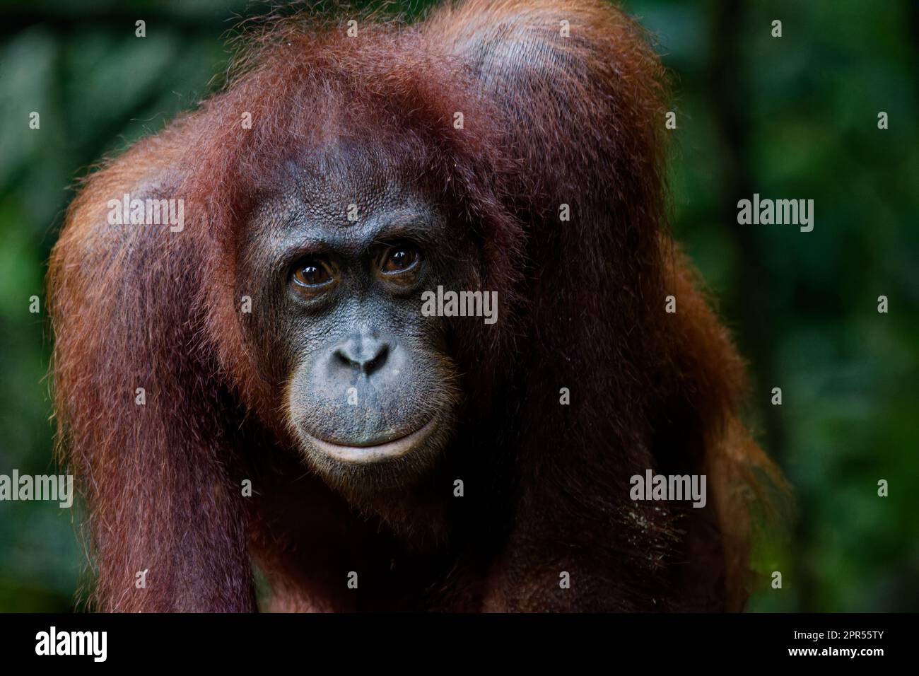 Apes of borneo hi-res stock photography and images - Alamy