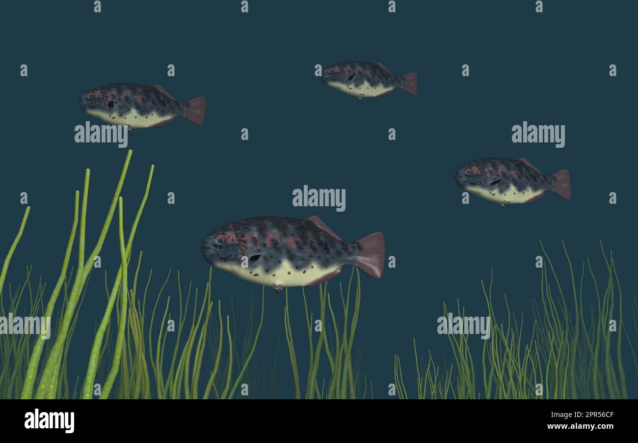 Dapedius fish hi-res stock photography and images - Alamy